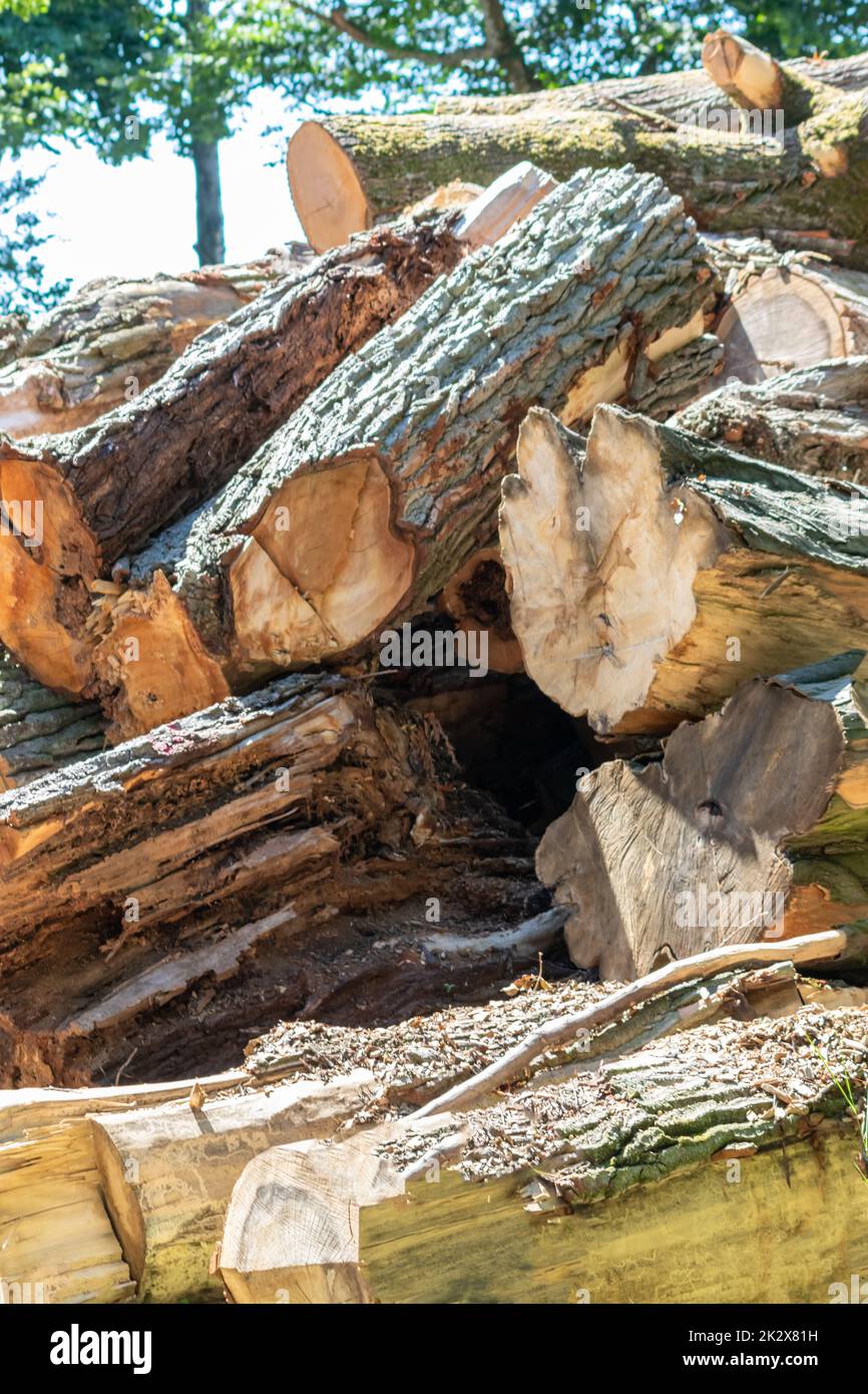 Sustainable timber in construction hi-res stock photography and images ...