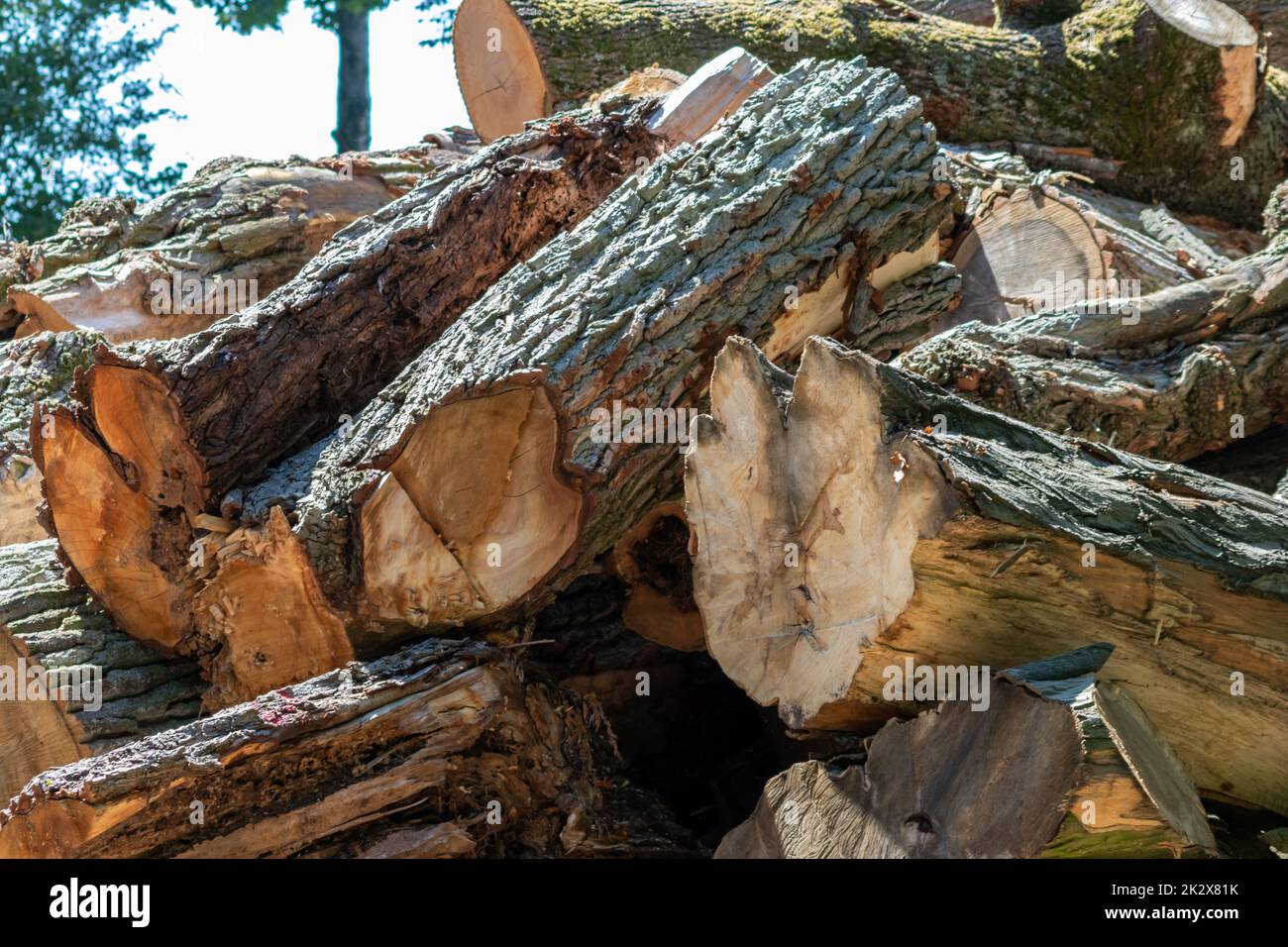 Tree wood stack of lumber industry and timber woodmill as sustainable ...
