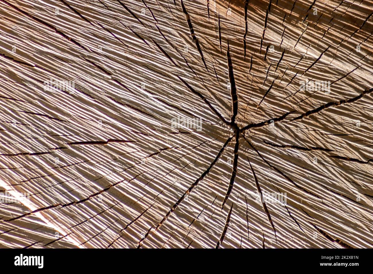 Cut tree disc of construction wood after deforestation stacked woodpile ...