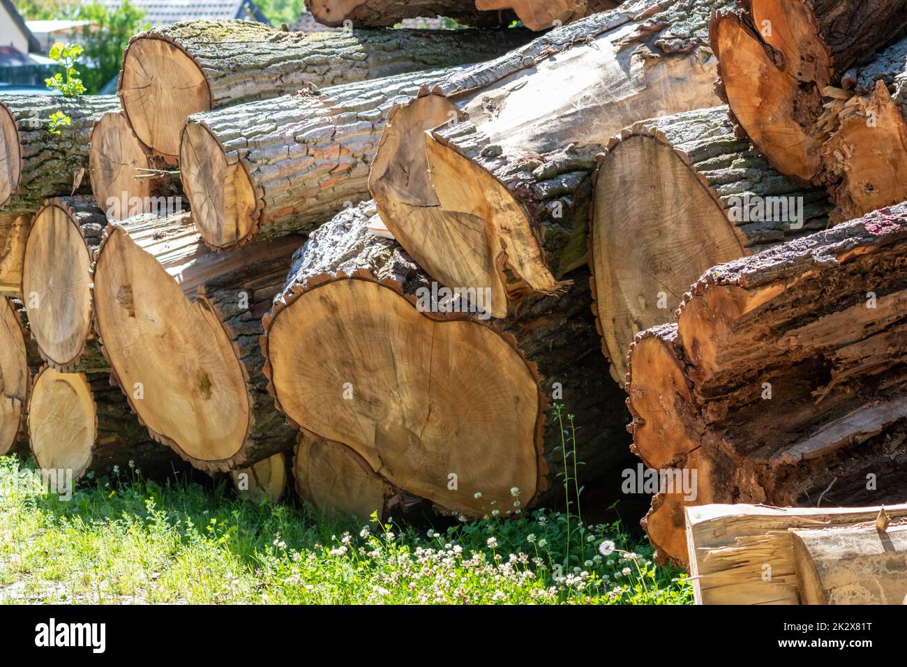 Tree wood stack of lumber industry and timber woodmill as sustainable ...