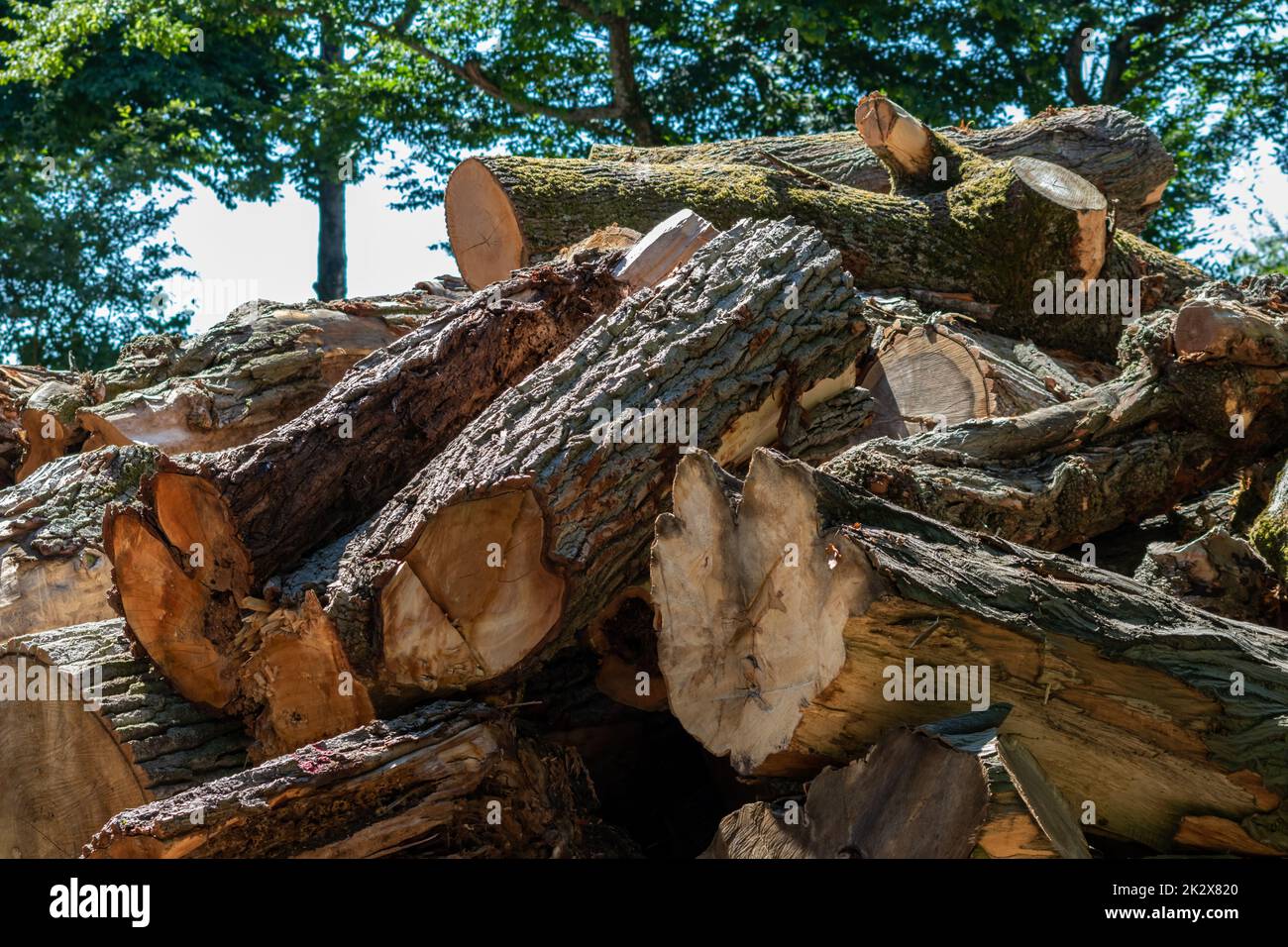 Tree wood stack of lumber industry and timber woodmill as sustainable ...