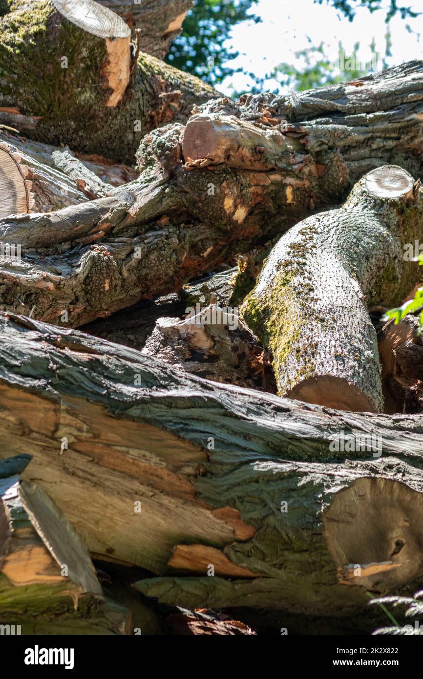 Tree wood stack of lumber industry and timber woodmill as sustainable ...
