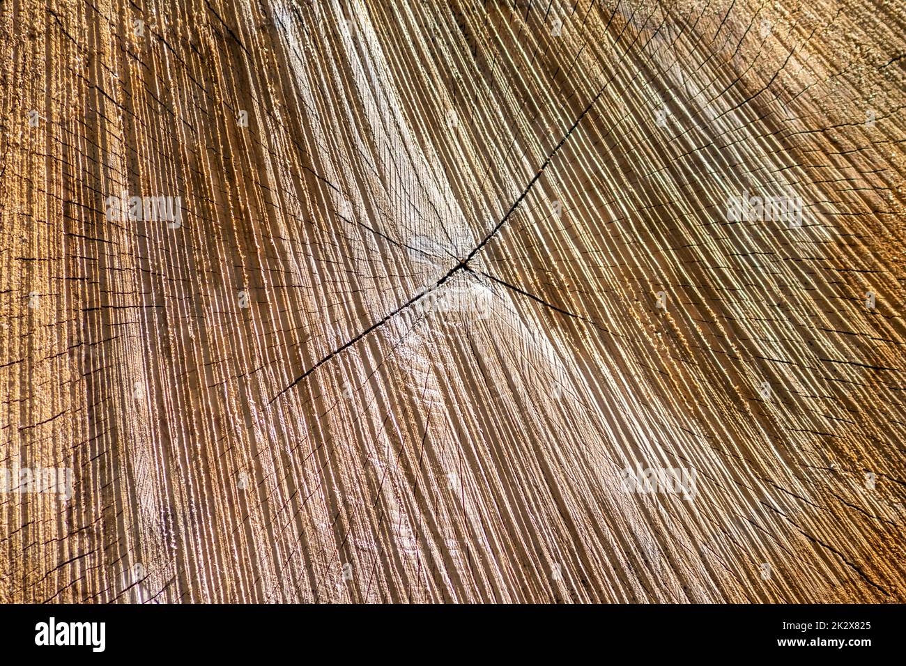 Cut tree disc of construction wood after deforestation stacked woodpile ...
