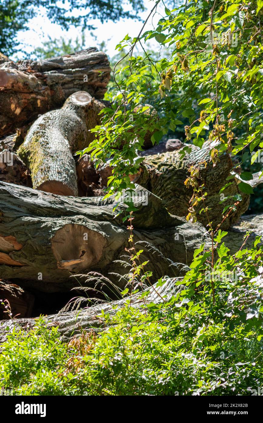 Tree wood stack of lumber industry and timber woodmill as sustainable ...