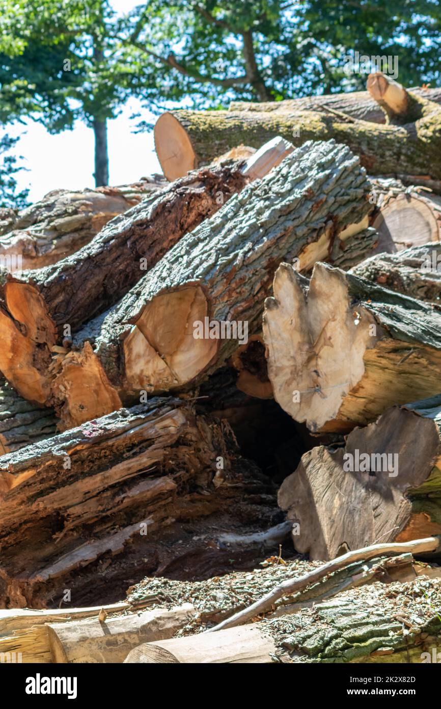 Tree wood stack of lumber industry and timber woodmill as sustainable ...
