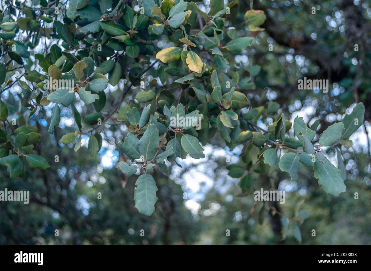 Holm oak leaf hi-res stock photography and images - Alamy