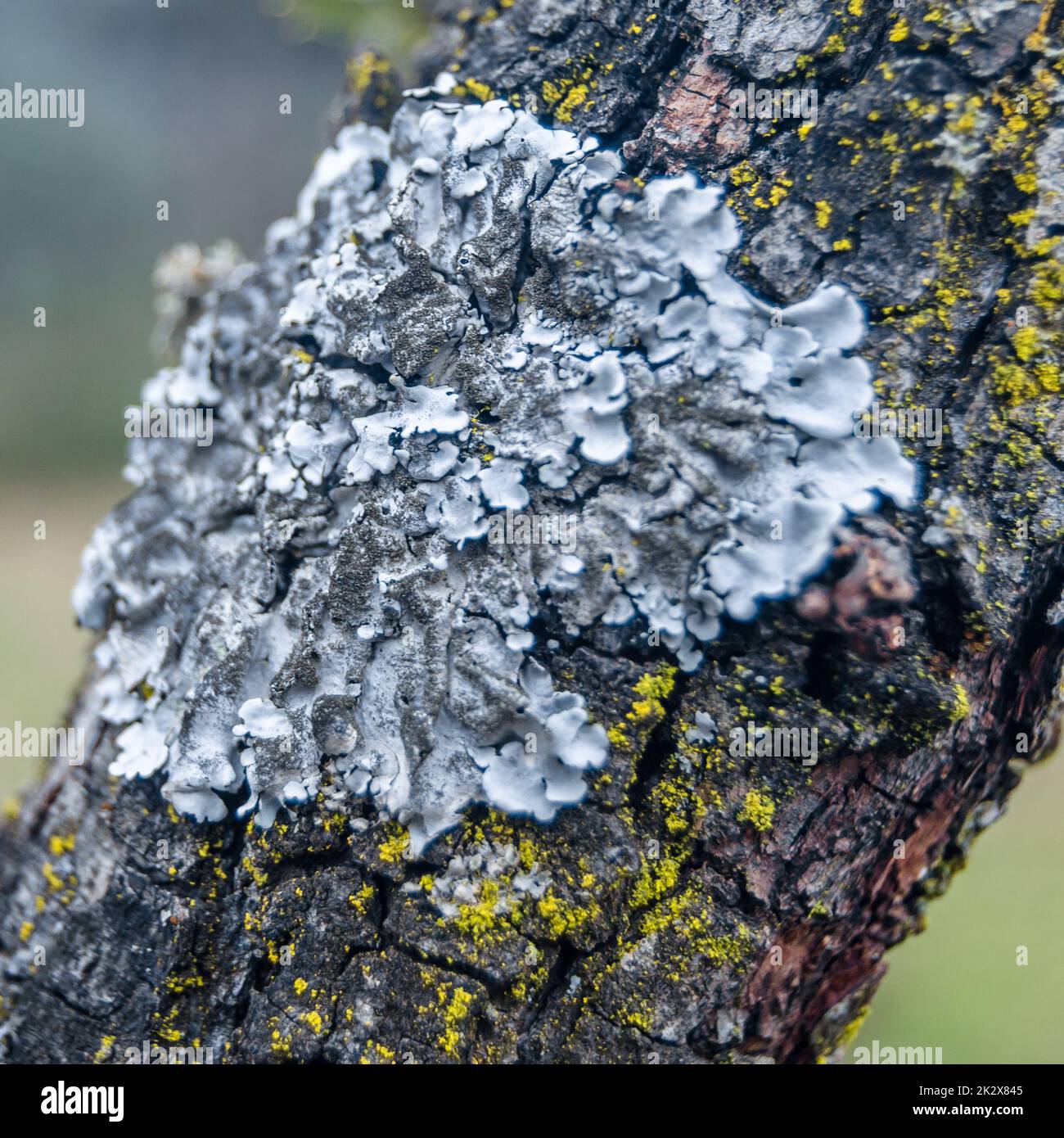 Lichens on a tree bark Stock Photo - Alamy Lichens on a tree bark Stock Photo - Alamy