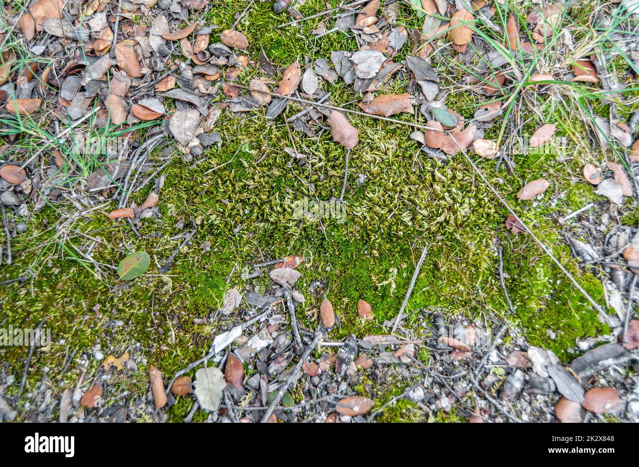 Forest ground pattern hi-res stock photography and images - Alamy