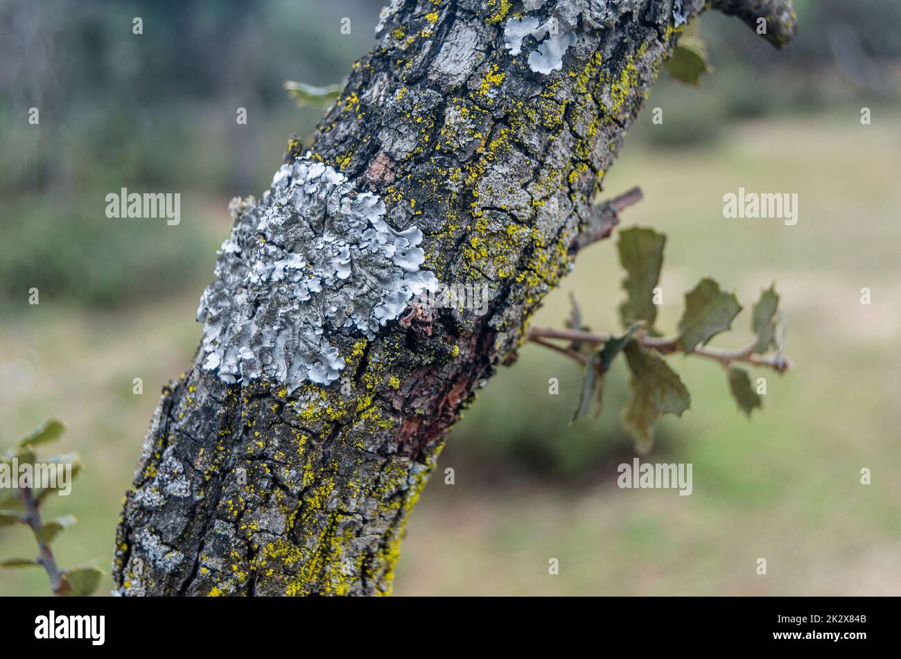 Lichens on a tree bark Stock Photo - Alamy