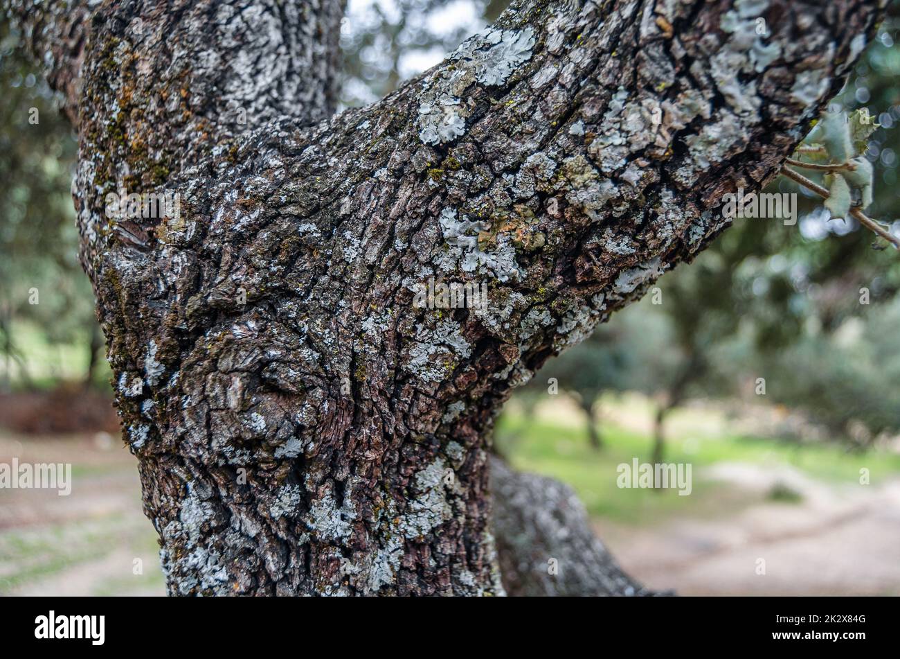 Lichens on a tree bark Stock Photo - Alamy