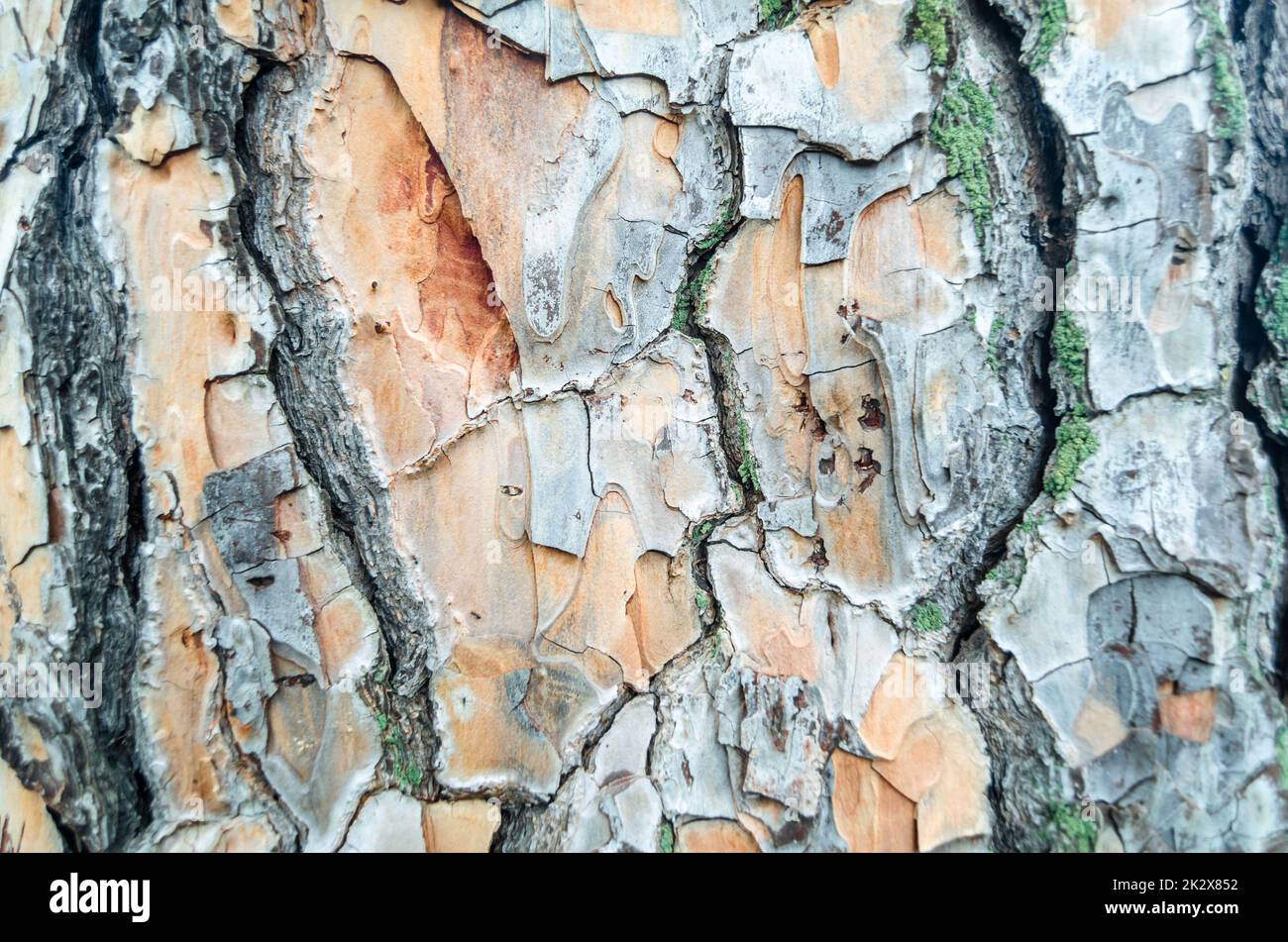 Tree bark texture Stock Photo - Alamy