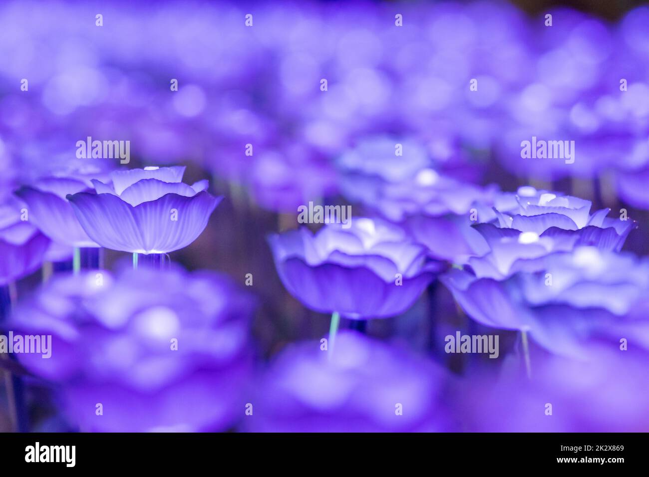 The lights are decorated as flowers to create beautiful light at night ...