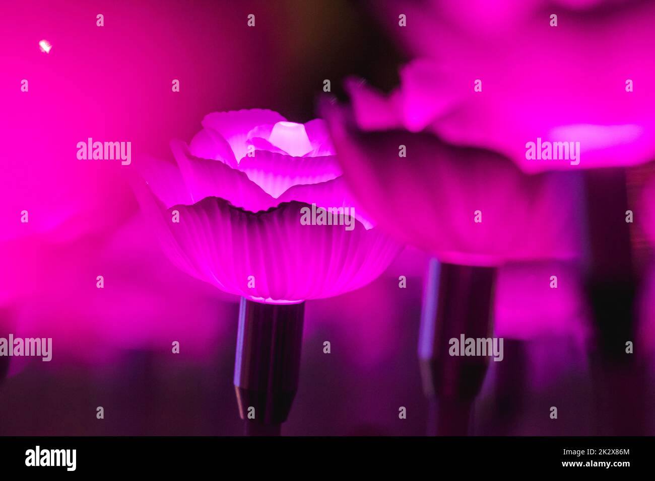 The lights are decorated as flowers to create beautiful light at night ...