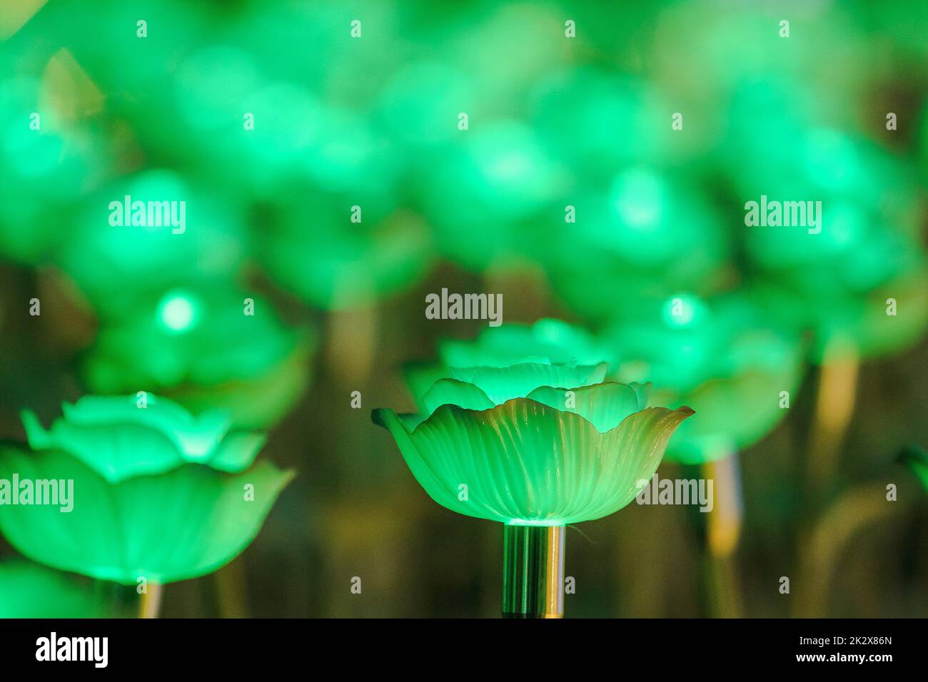 The lights are decorated as flowers to create beautiful light at night ...