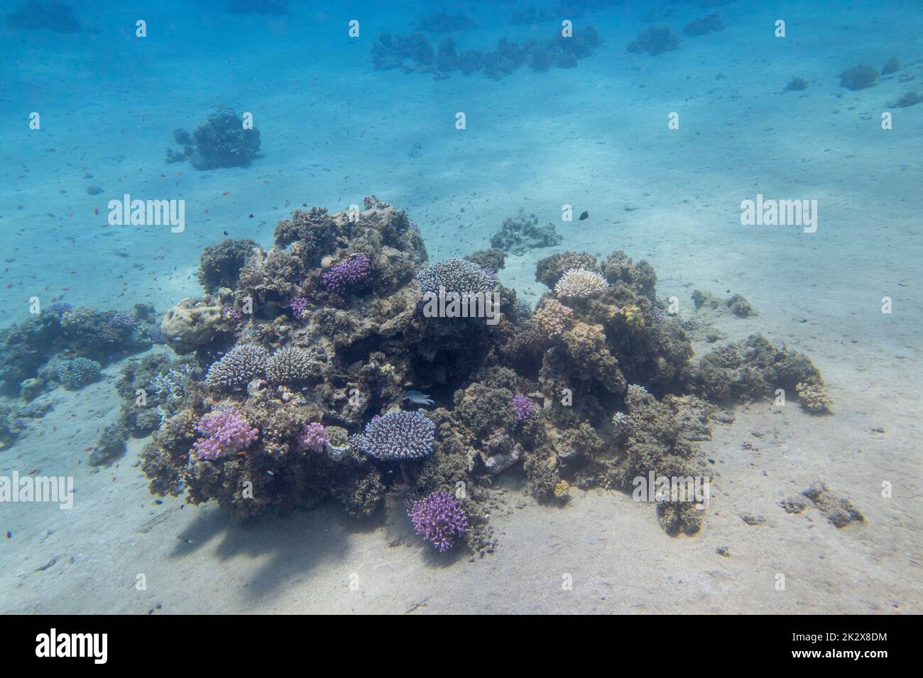 Coral sandy hi-res stock photography and images - Alamy