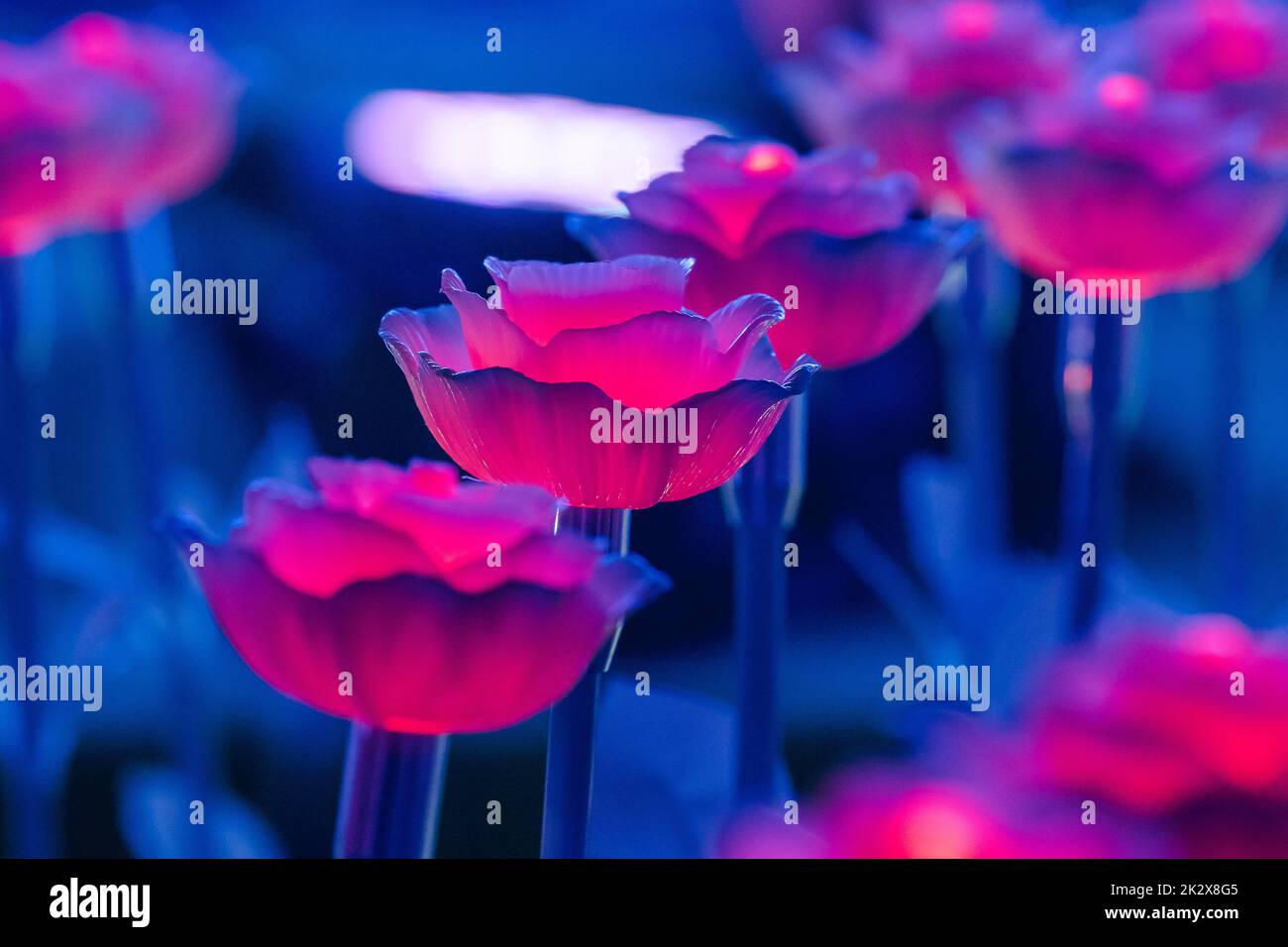 The lights are decorated as flowers to create beautiful light at night ...