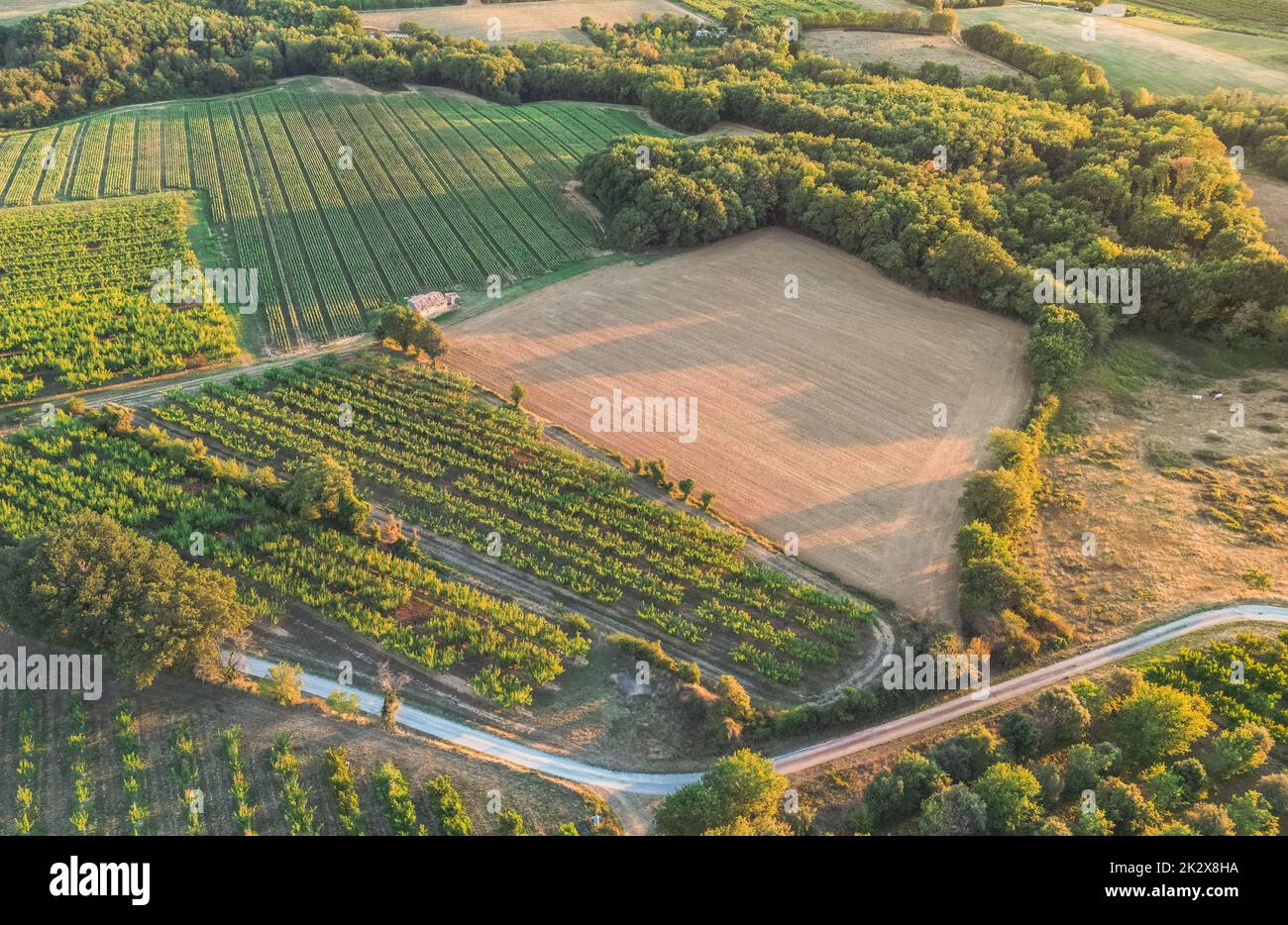 Panoramic aerial photo of the ripening grape fields during the summer ...