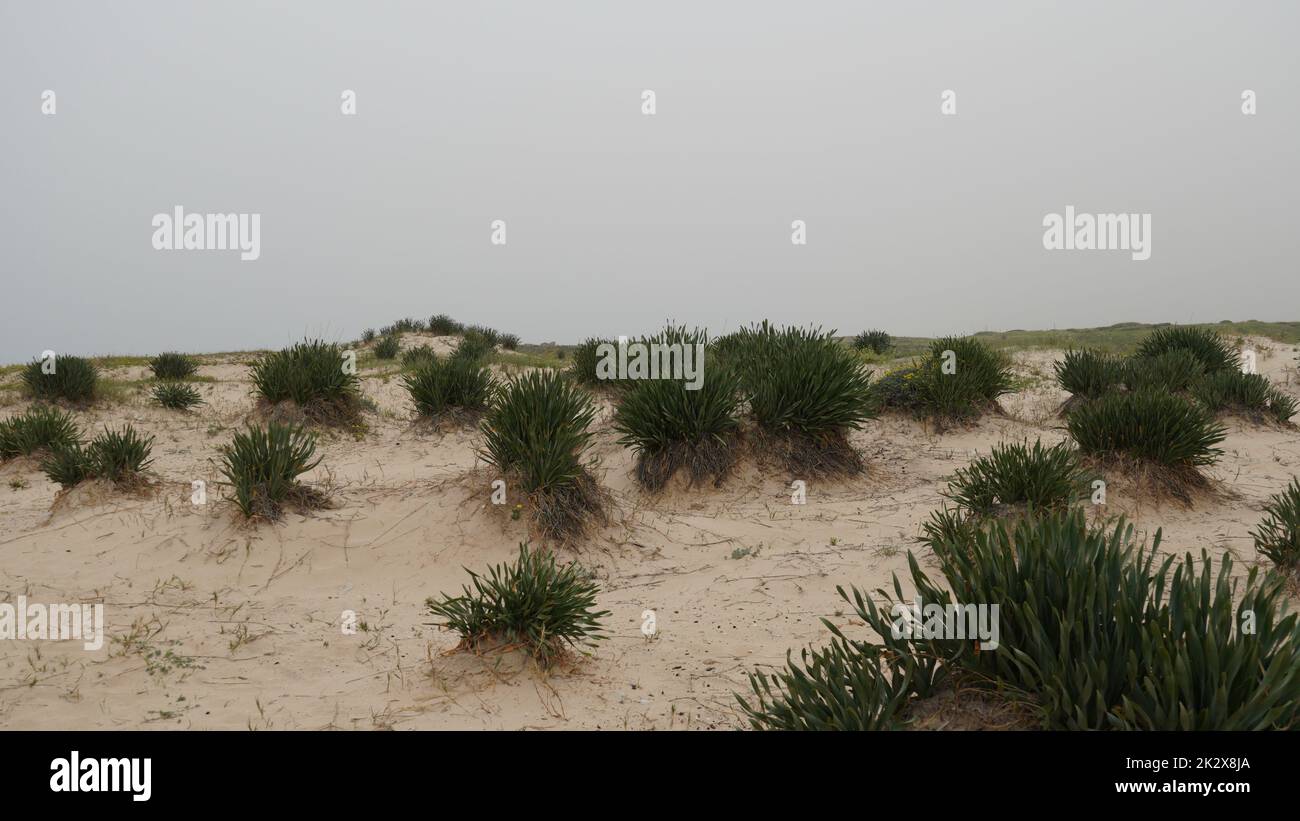 Panorama of sand dunes on the beach near Tel Dor, Israel Stock Photo ...