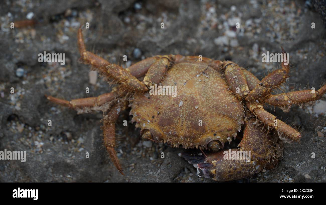 Crab shell texture hi-res stock photography and images - Alamy