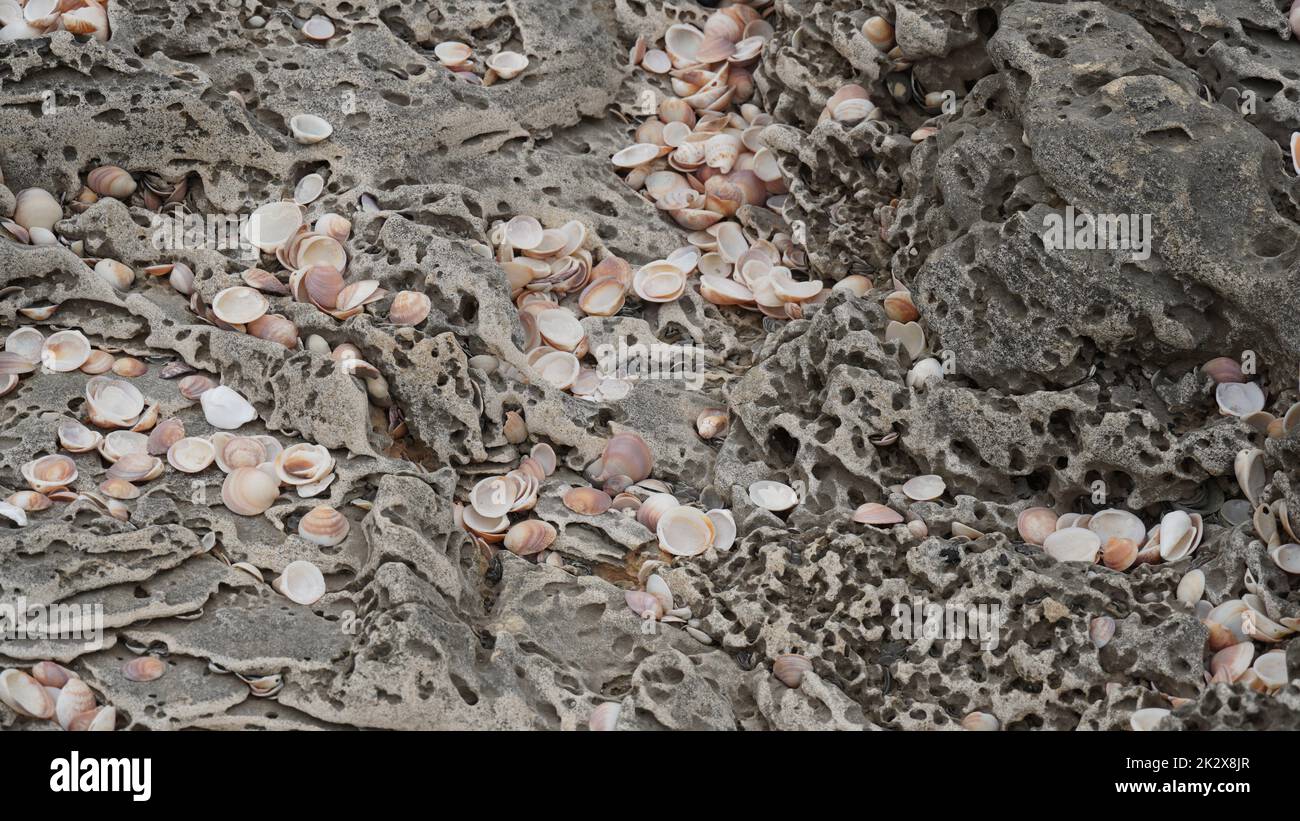Volcanogenic rock slabs of Tel Dor(Israel)filled with shells of sea ...