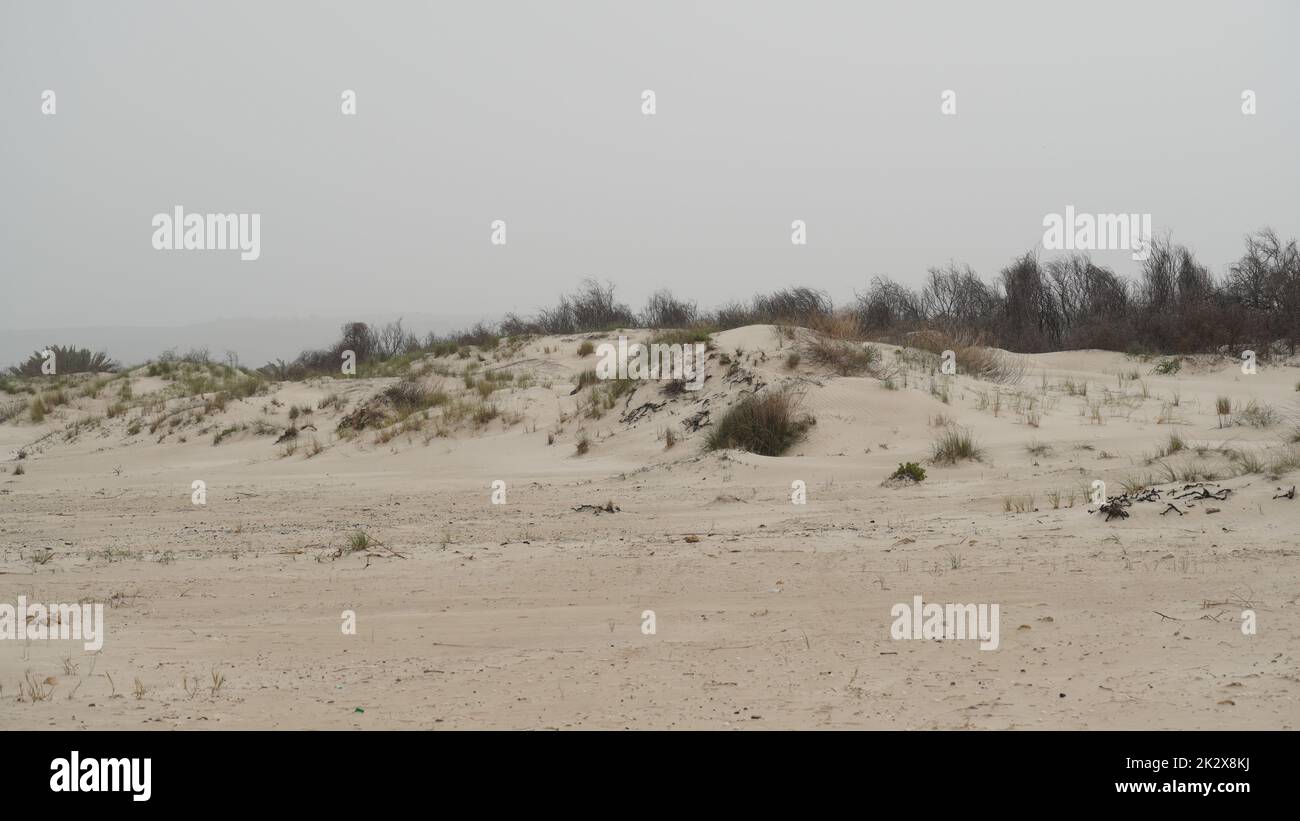 Panorama of sand dunes on the beach near Tel Dor, Israel Stock Photo ...