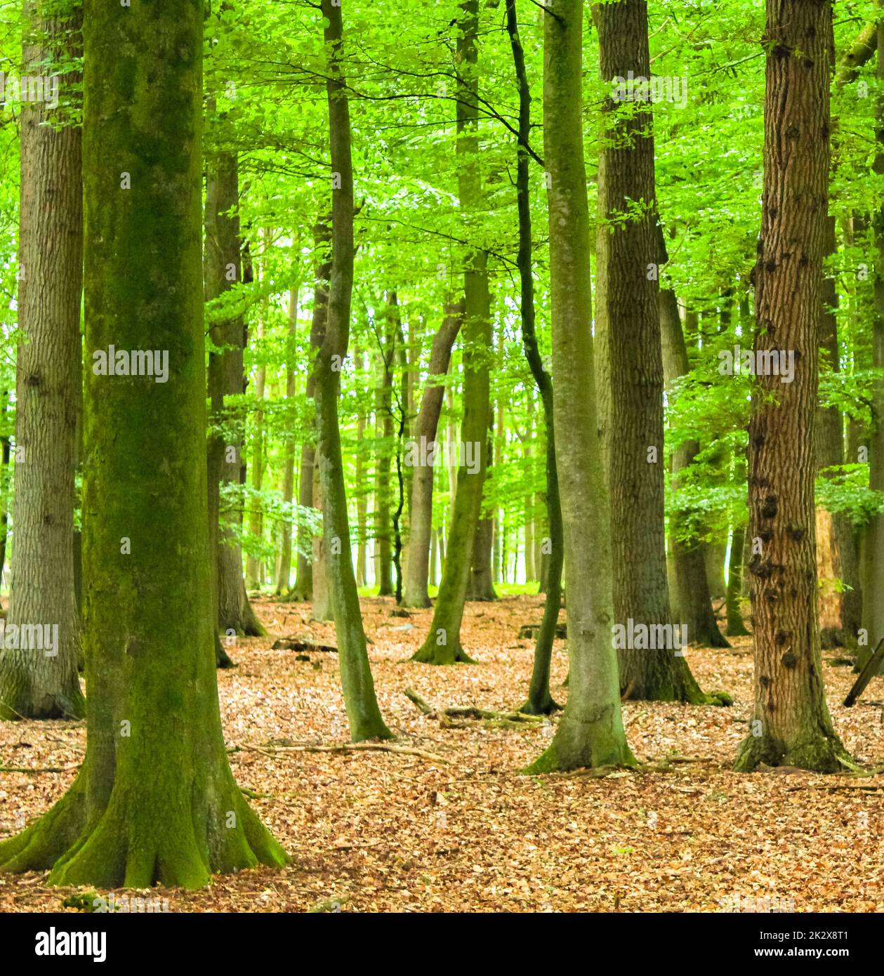 Windy trees forest hi-res stock photography and images - Alamy