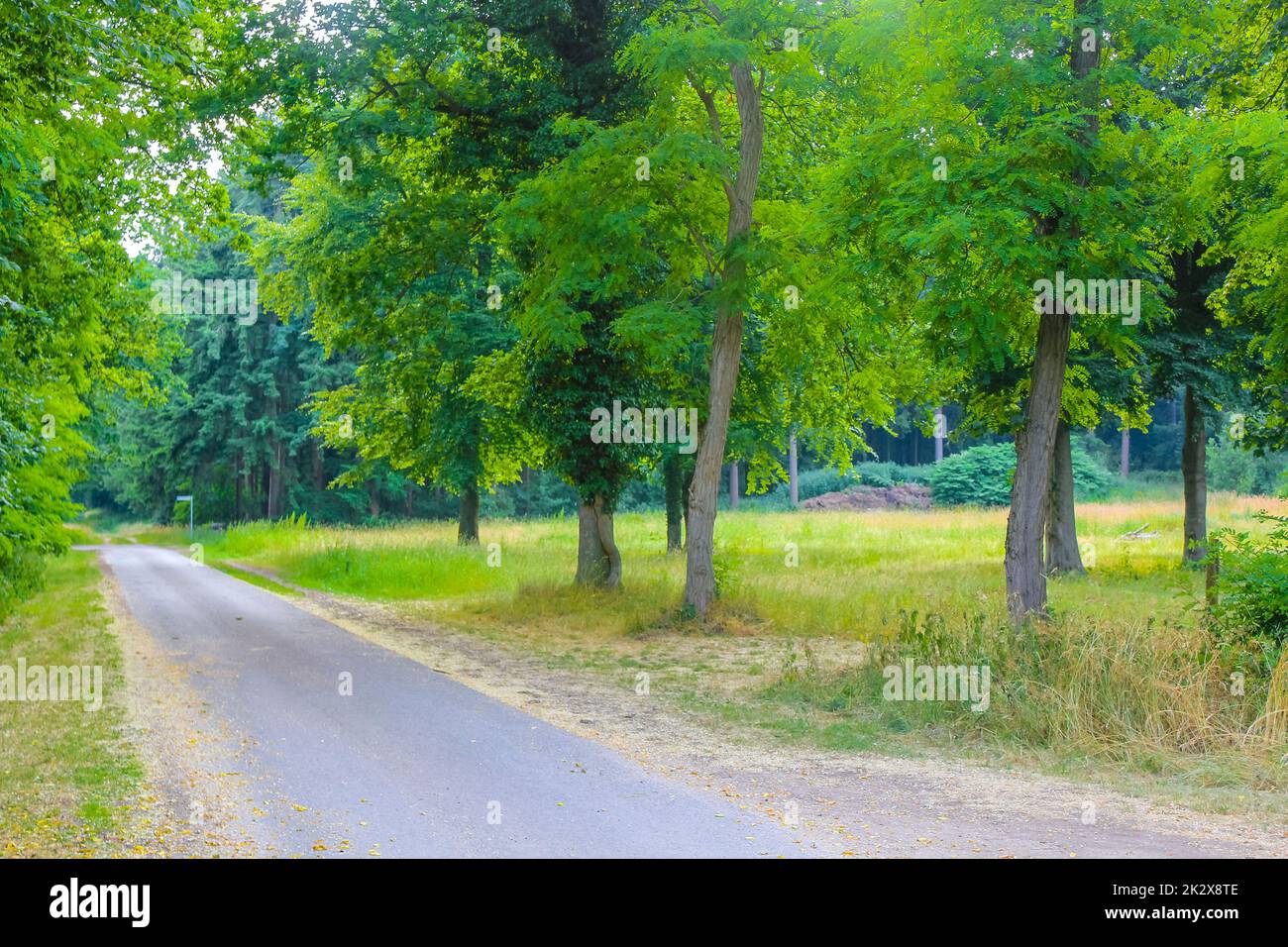 Natural panorama view with pathway green plants trees forest Germany ...
