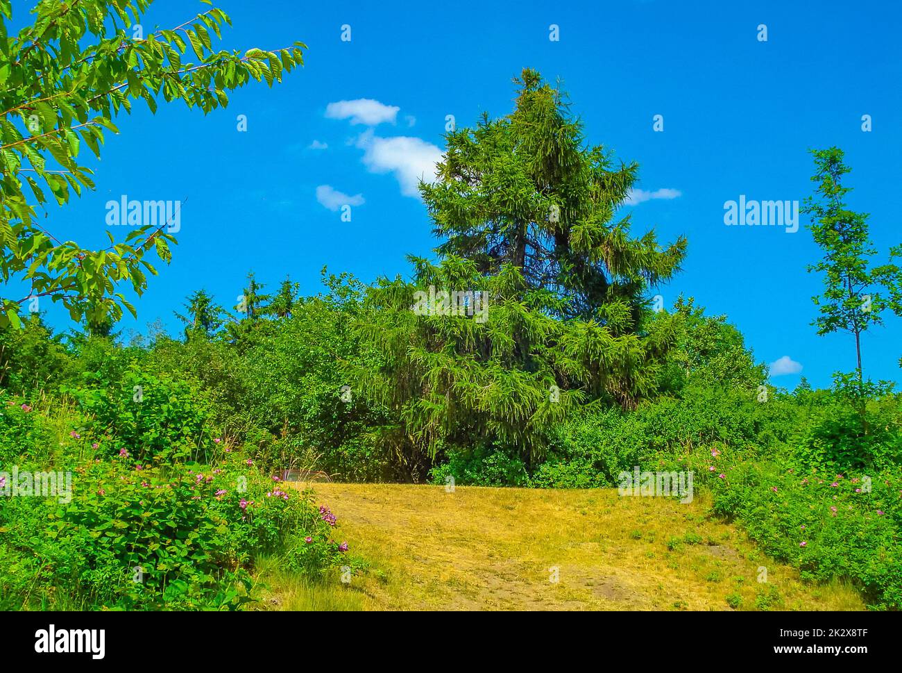 Natural panorama view with pathway green plants trees forest Germany ...