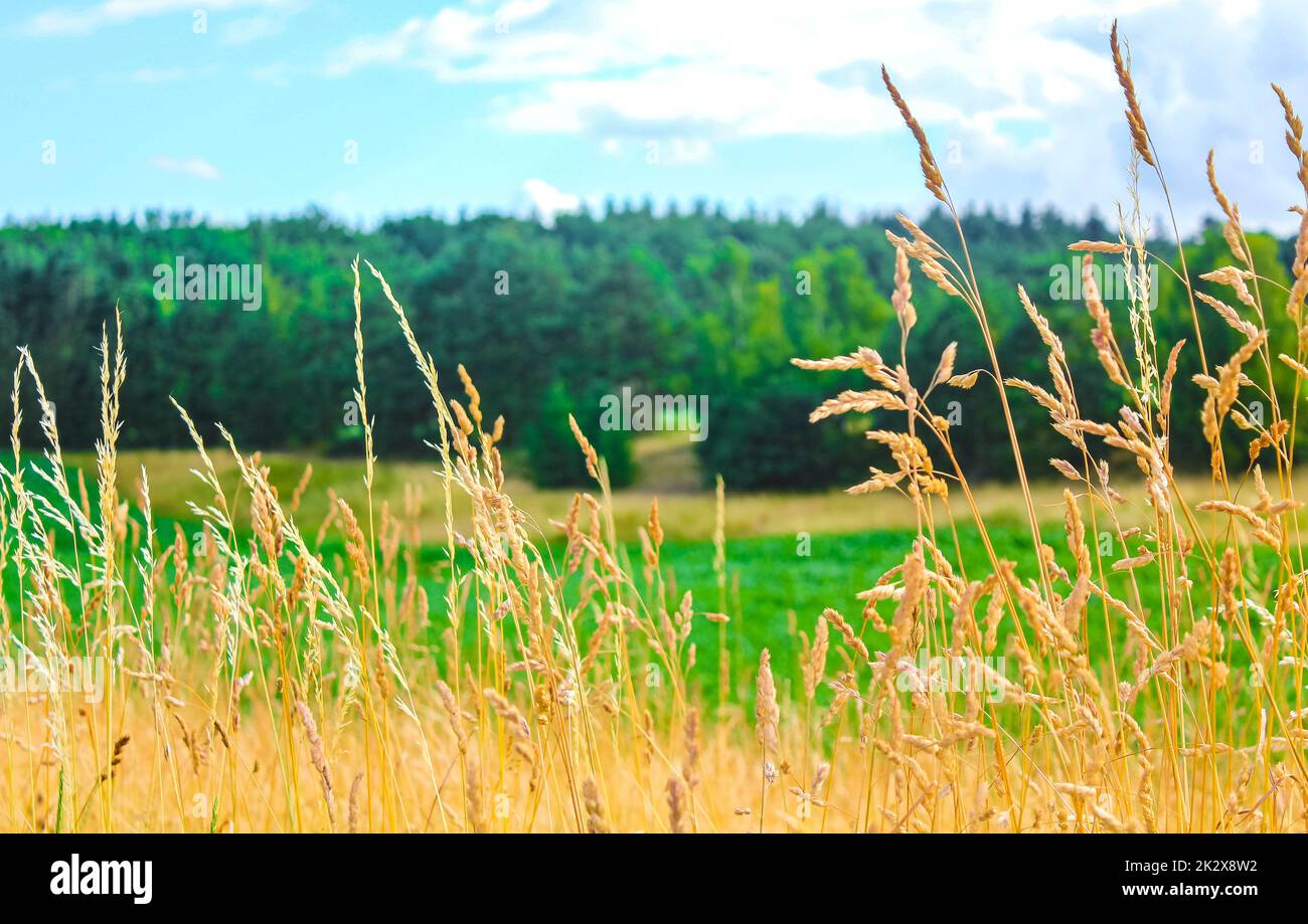 North German agricultural field forest trees nature landscape panorama ...