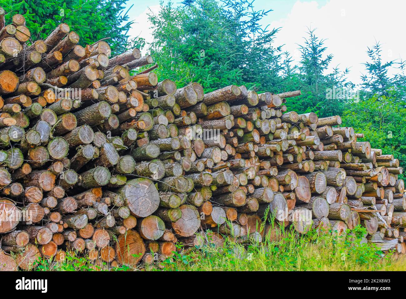 Sawed off and stacked logs tree trunks forest clearing Germany Stock ...