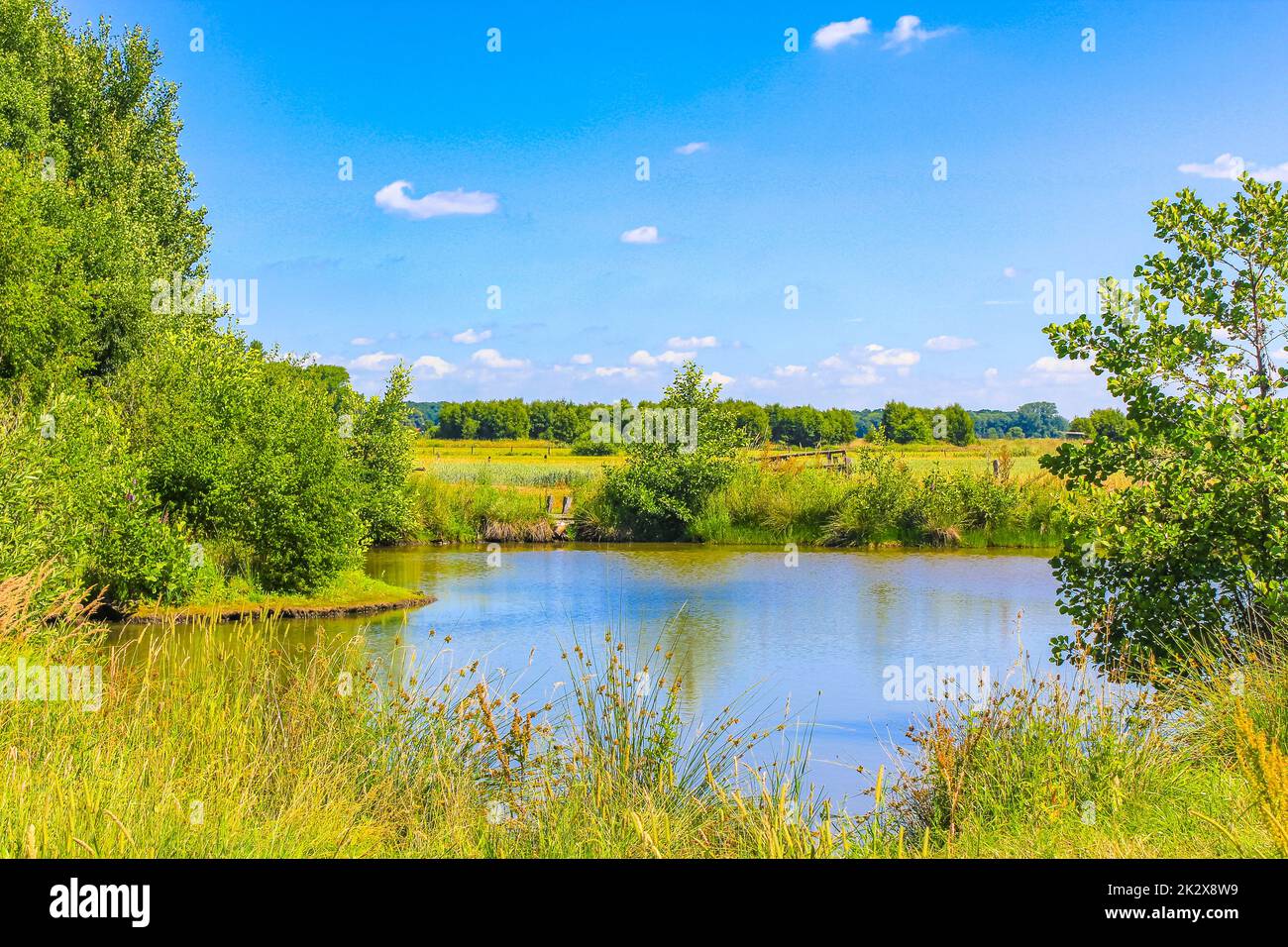 Bog moor swamp pond river lake green plants forest Germany Stock Photo ...