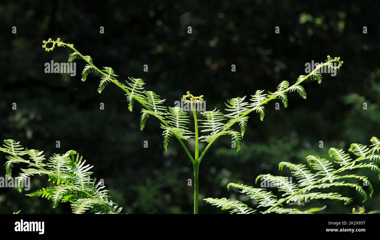 T eagle hi-res stock photography and images - Alamy