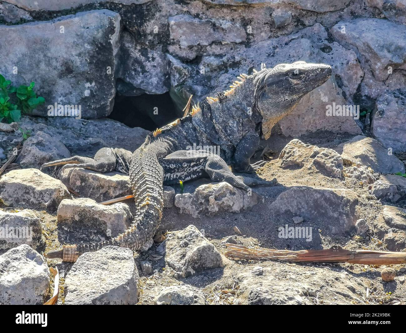 Iguana on rock Tulum ruins Mayan site temple pyramids Mexico Stock ...