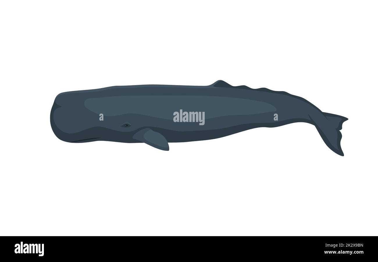 Large sperm whale. Vector illustration of a large sperm whale, cachalot ... Large sperm whale. Vector illustration of a large sperm whale, cachalot ...