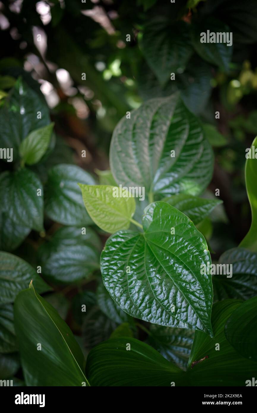 Betel leaf hi-res stock photography and images - Alamy