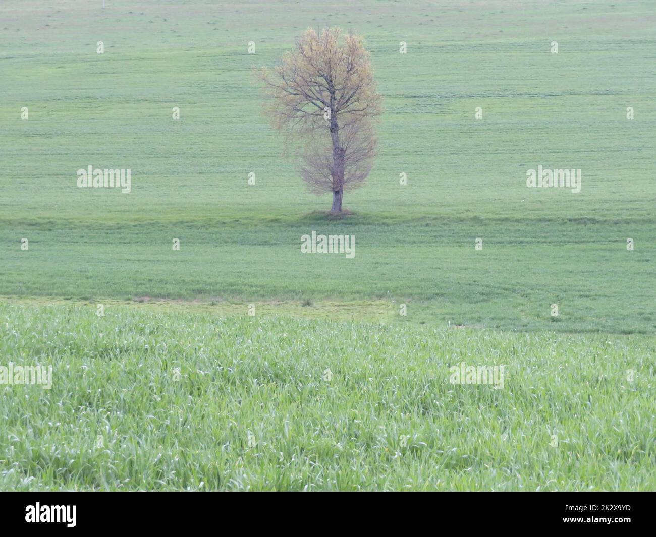 beautiful landscape with natural trees green rustic field Stock Photo ...
