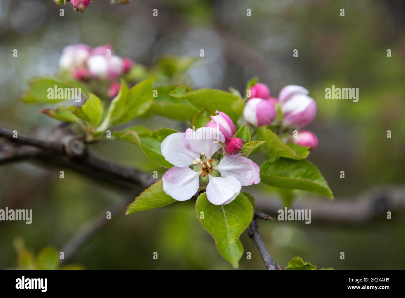 beautiful flowers of apple tree in spring Stock Photo - Alamy