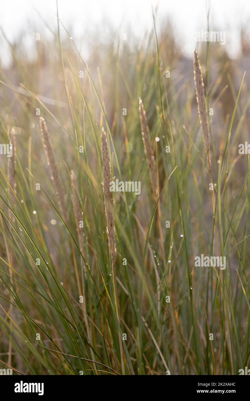 Wisp grass hi-res stock photography and images - Alamy
