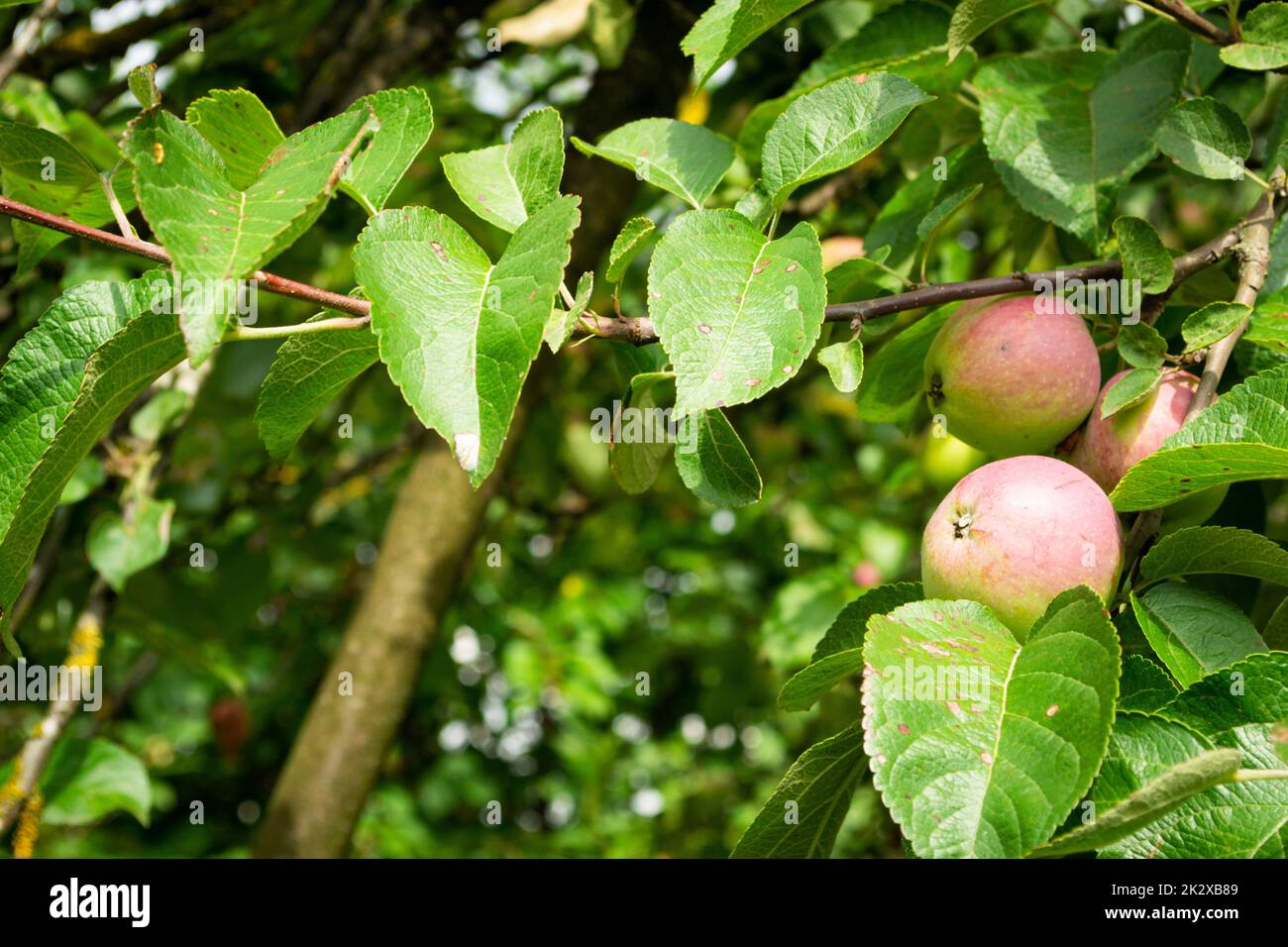 apple tree with unripe apples close up, old garden Stock Photo - Alamy