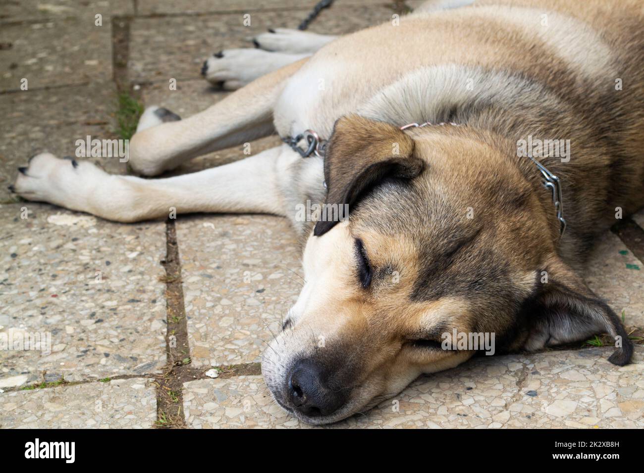 Beagle street hi-res stock photography and images - Alamy