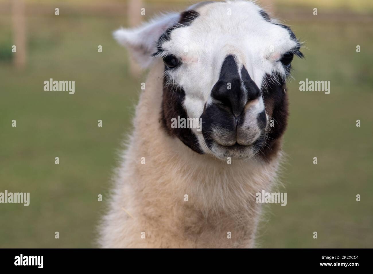 Llama head white with black front mini zoo Stock Photo - Alamy