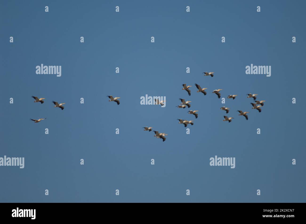 Great white pelicans Pelecanus onocrotalus in flight Stock Photo - Alamy