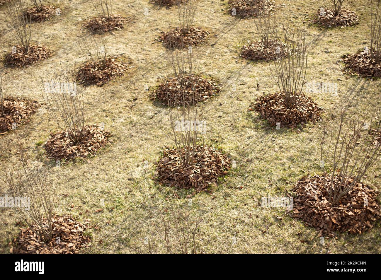 Lots of trees in holes. Planting seedlings in ground. City Park Stock ...