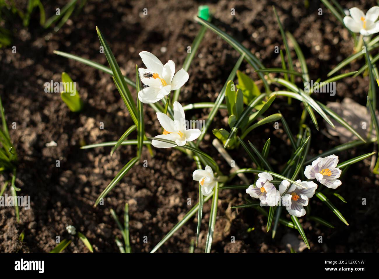 Flowers in garden. Sprouts in ground. Garden details. Spring green ...