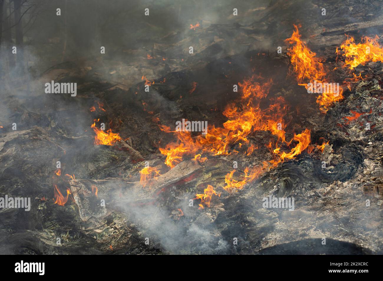 Fire in forest. Smoke and fire in nature. Burning garbage Stock Photo ...