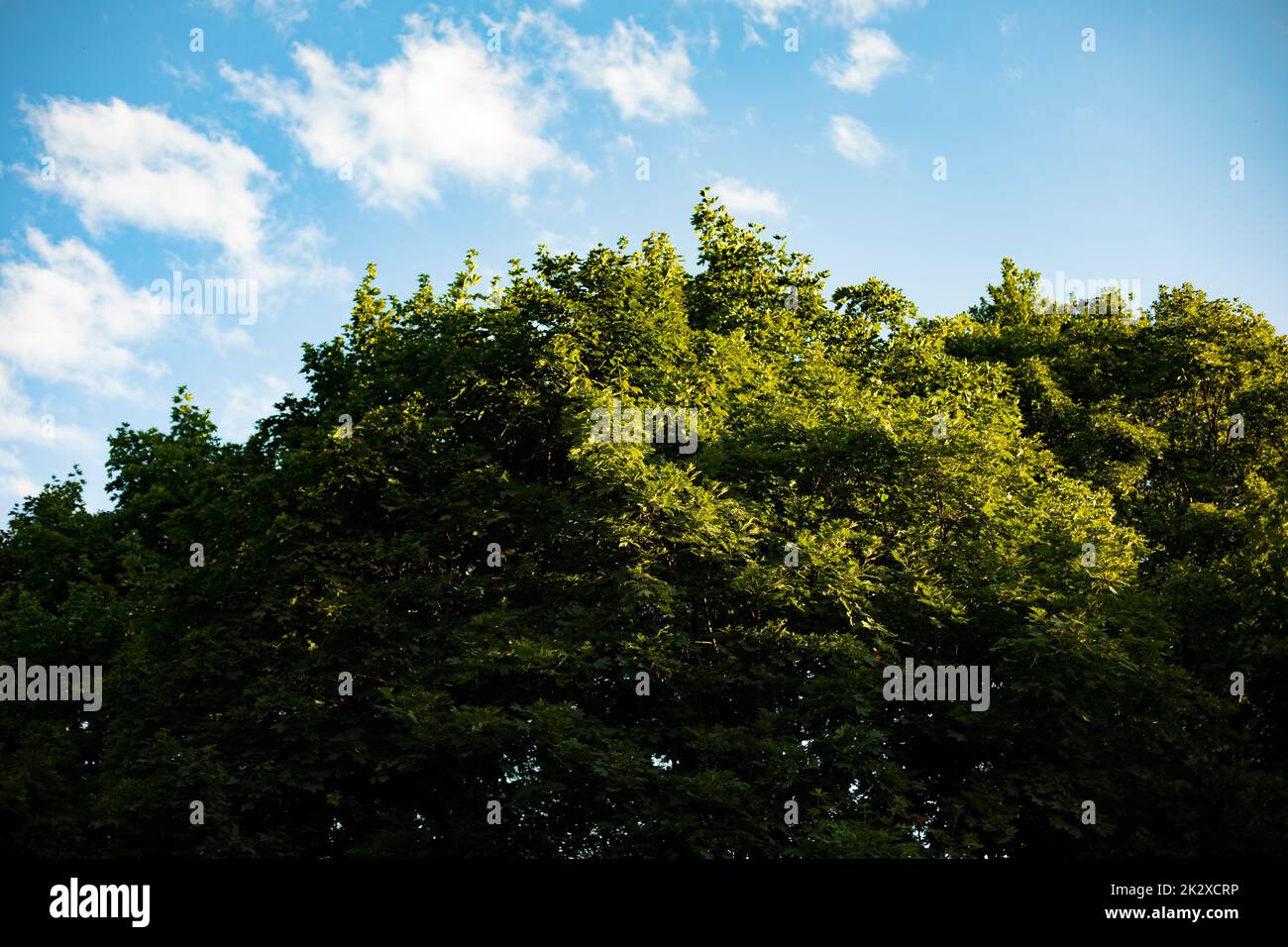 Clearing trees in park hi-res stock photography and images - Alamy