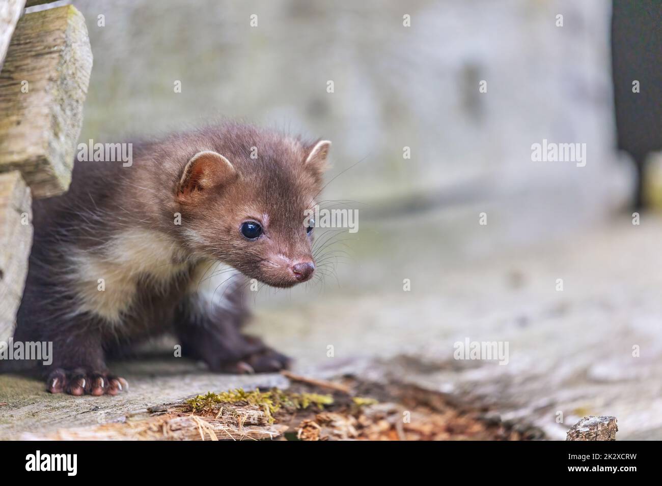Marten head hi-res stock photography and images - Alamy