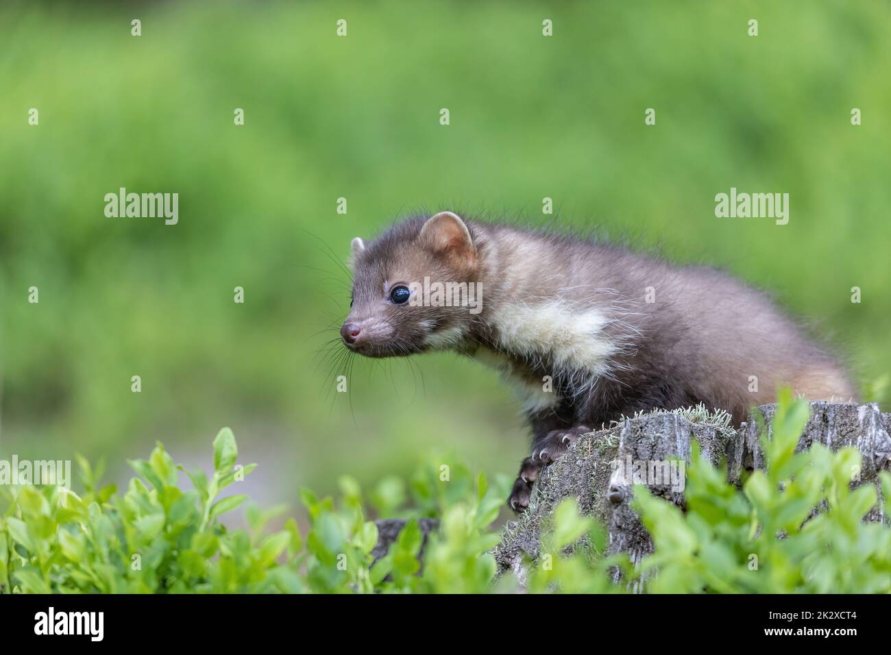Side view of cute young marten closeup Stock Photo - Alamy