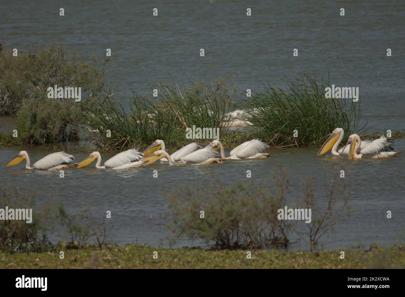 Great white pelicans Pelecanus onocrotalus in a lagoon Stock Photo - Alamy