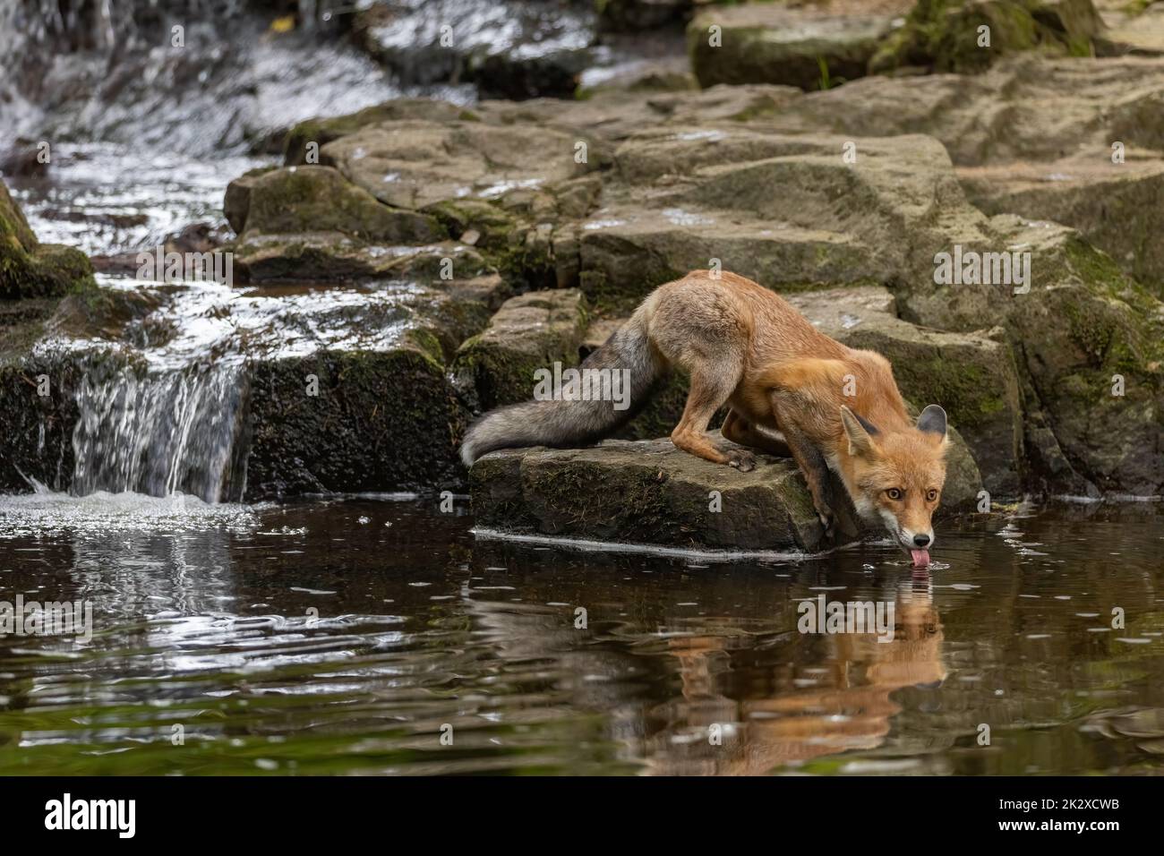 Animal drinking water stream river hi-res stock photography and images ...